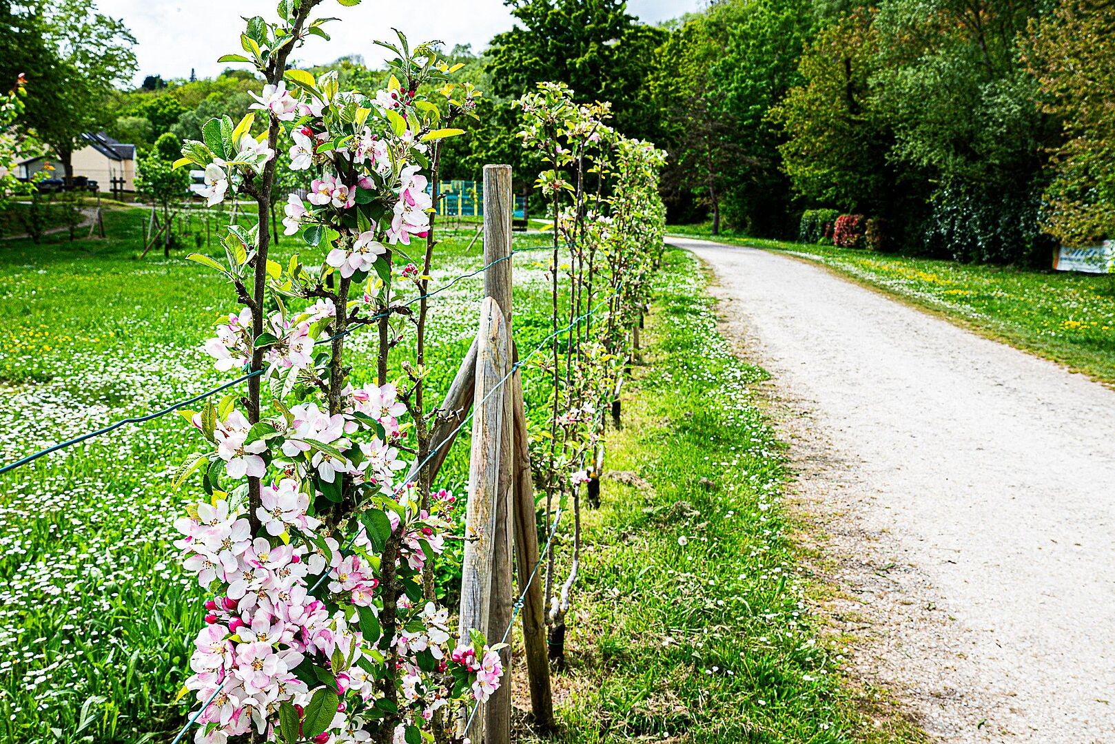Les arbres fruitiers du Verger Urbain au Chemin Blanc - Ville de Meaux